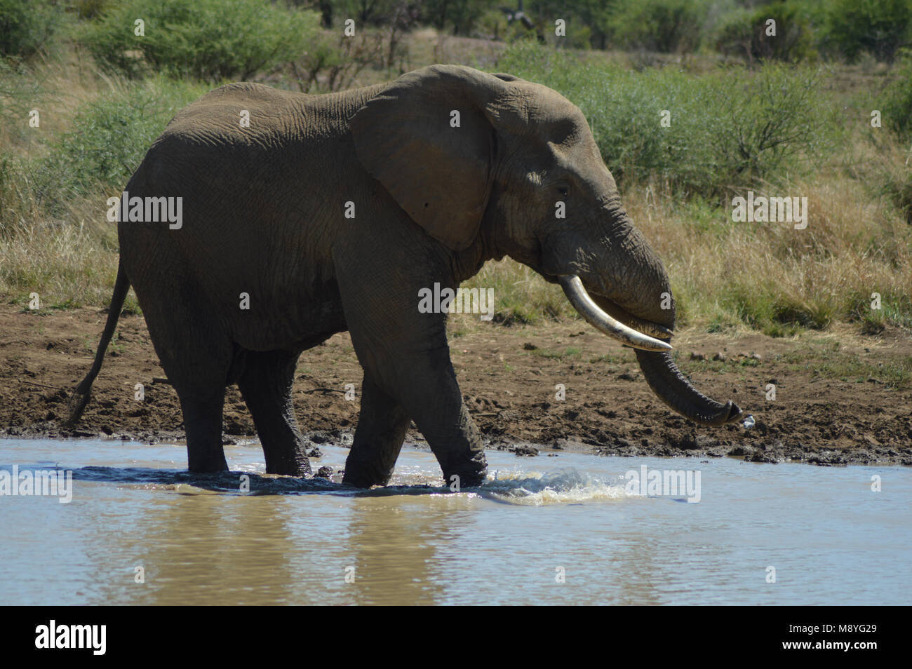 A Musth/Must elephant walking and drinking water from a dam in Kruger ...