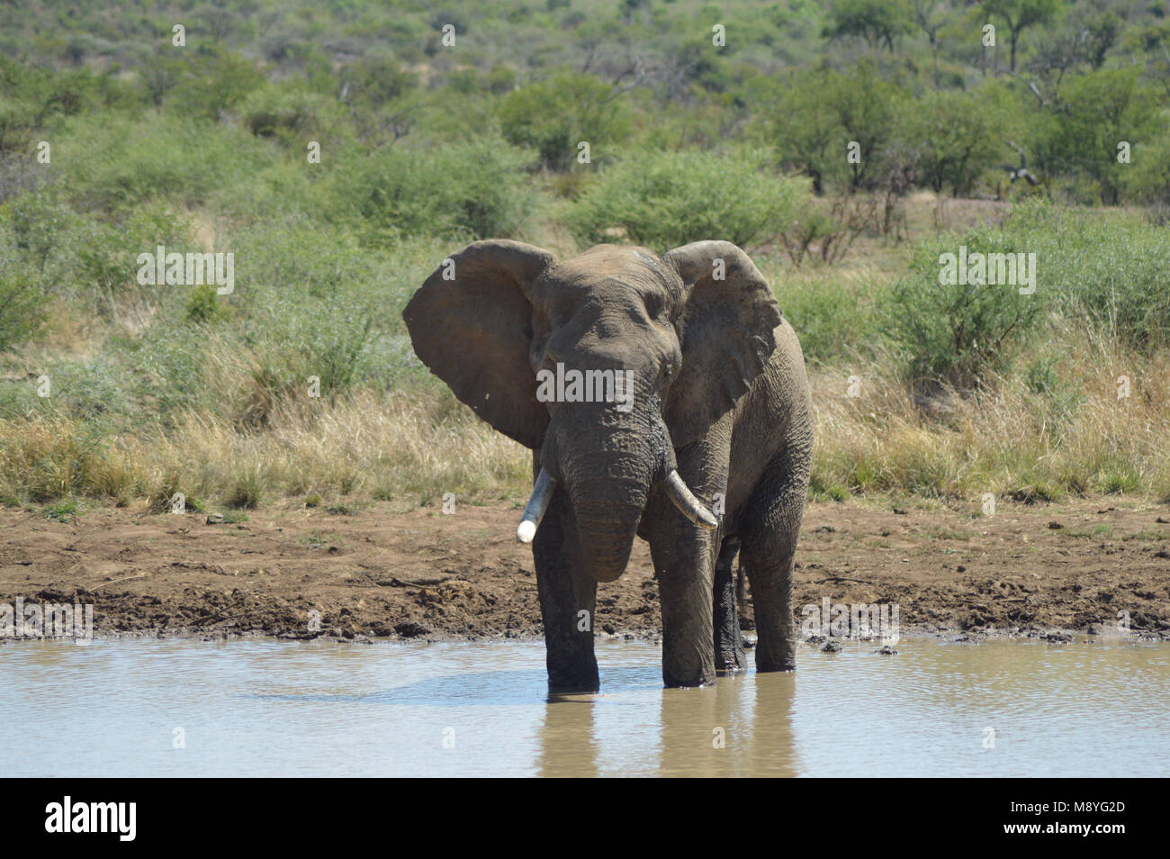 A Musth/Must elephant walking and drinking water from a dam in Kruger ...