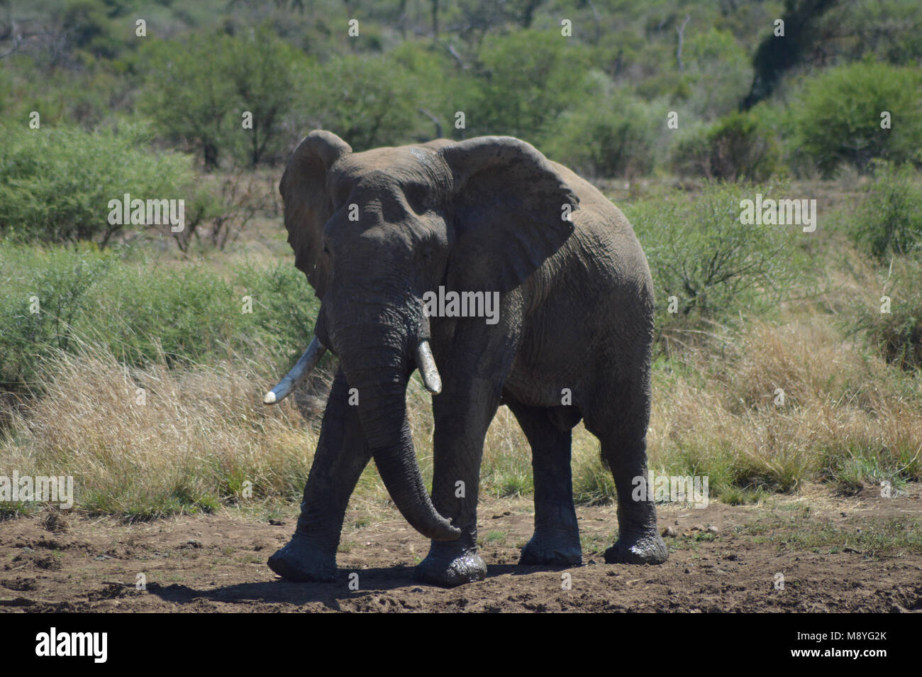 A Musth/Must elephant walking and drinking water from a dam in Kruger ...