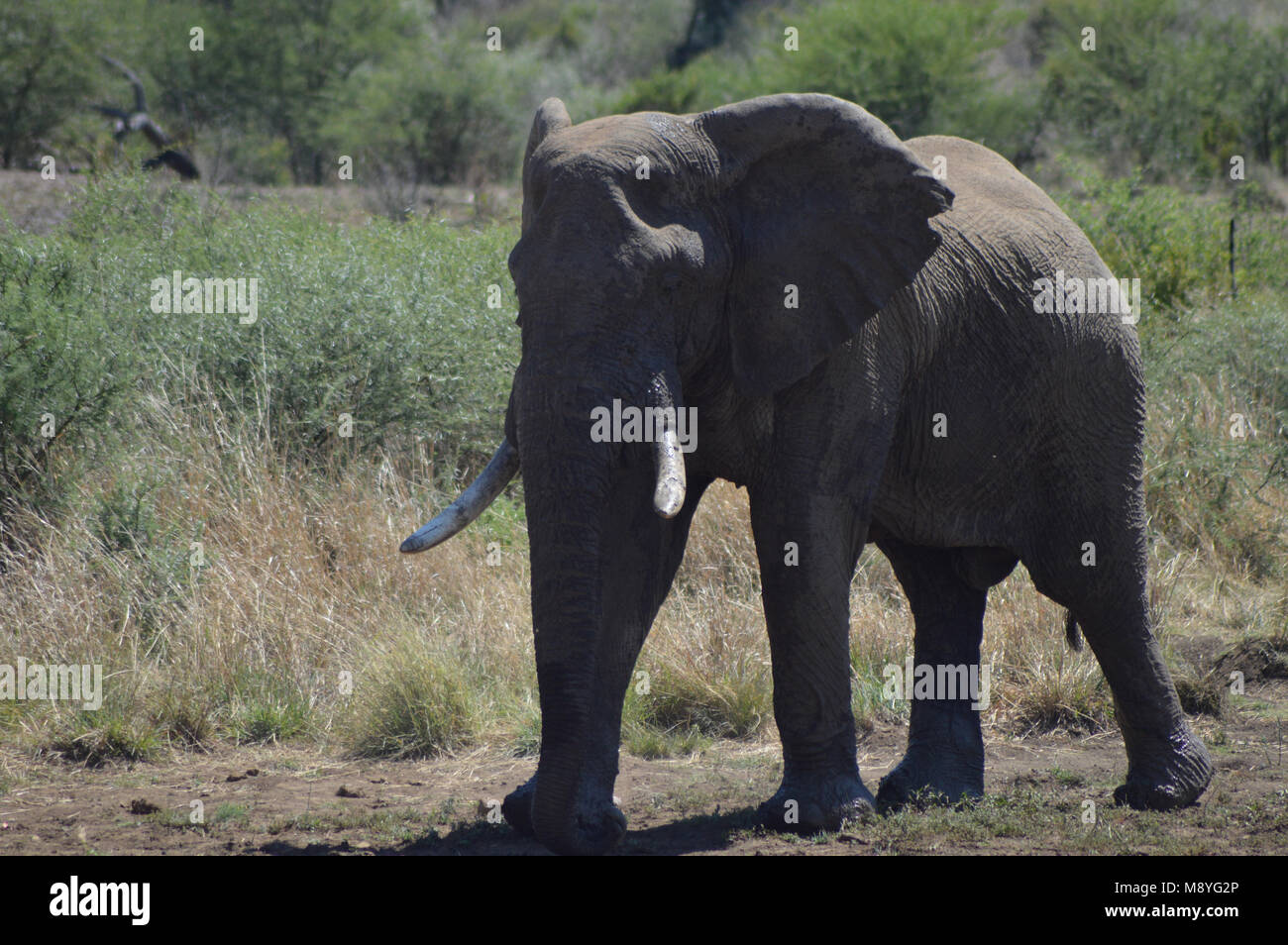 A Musth/Must elephant walking and drinking water from a dam in Kruger ...