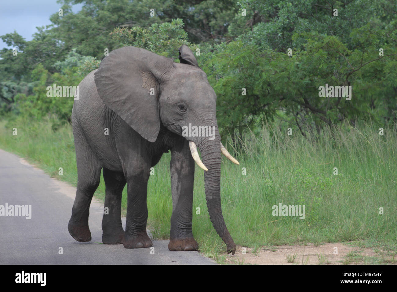 A Musth/Must elephant walking and drinking water from a dam in Kruger ...