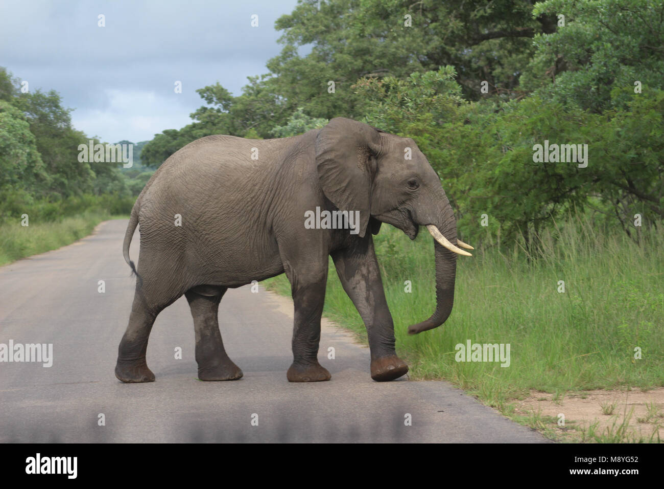 A Musth/Must elephant walking and drinking water from a dam in Kruger ...