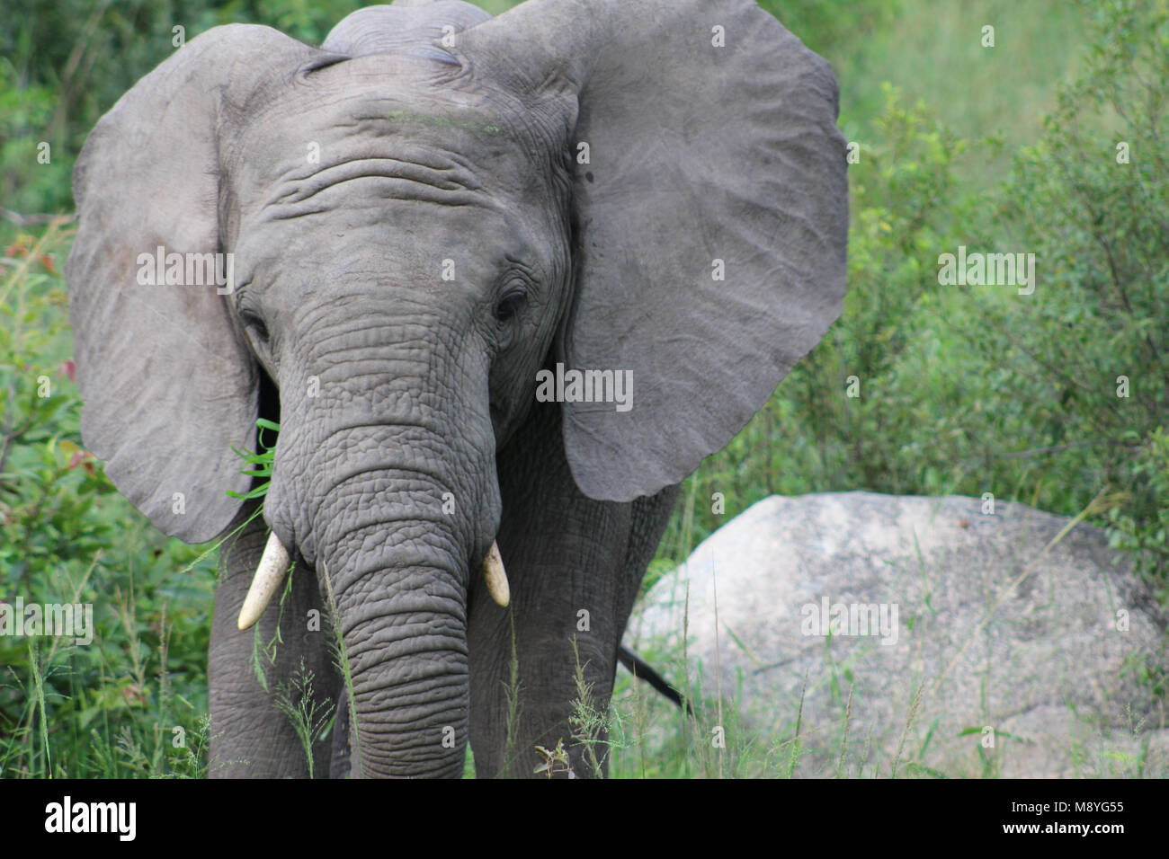 An isolated Musth elephant in Manyeleti private game reserve bordering ...