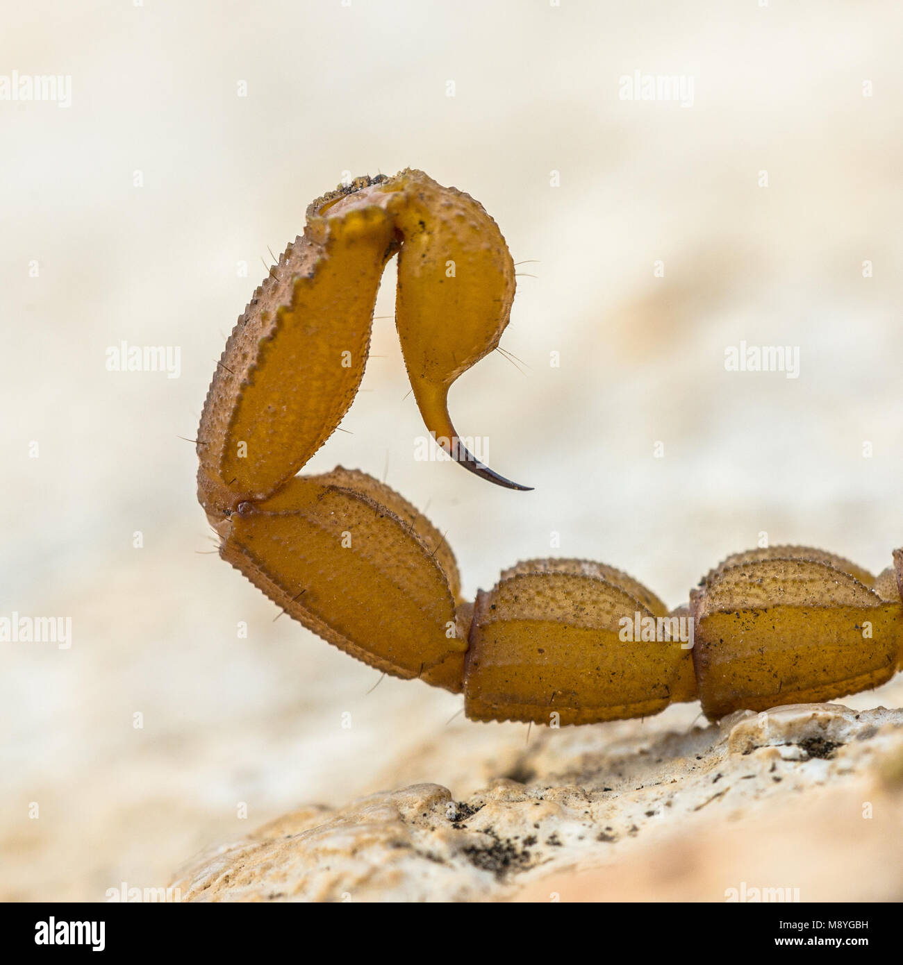 Scorpion sting hi-res stock photography and images - Alamy