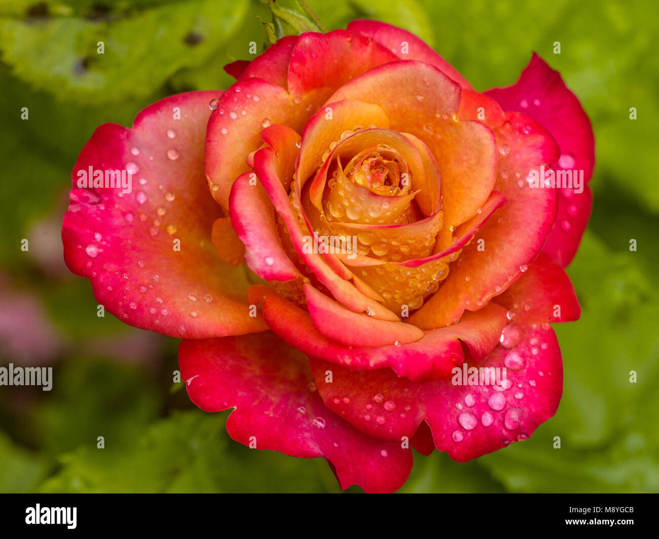 Raindrops On Red Roses