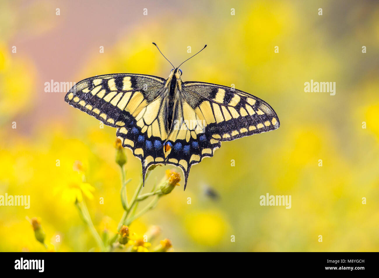 Old World swallowtail butterfly (Papilio machaon) perched on yellow flower with blurred ...