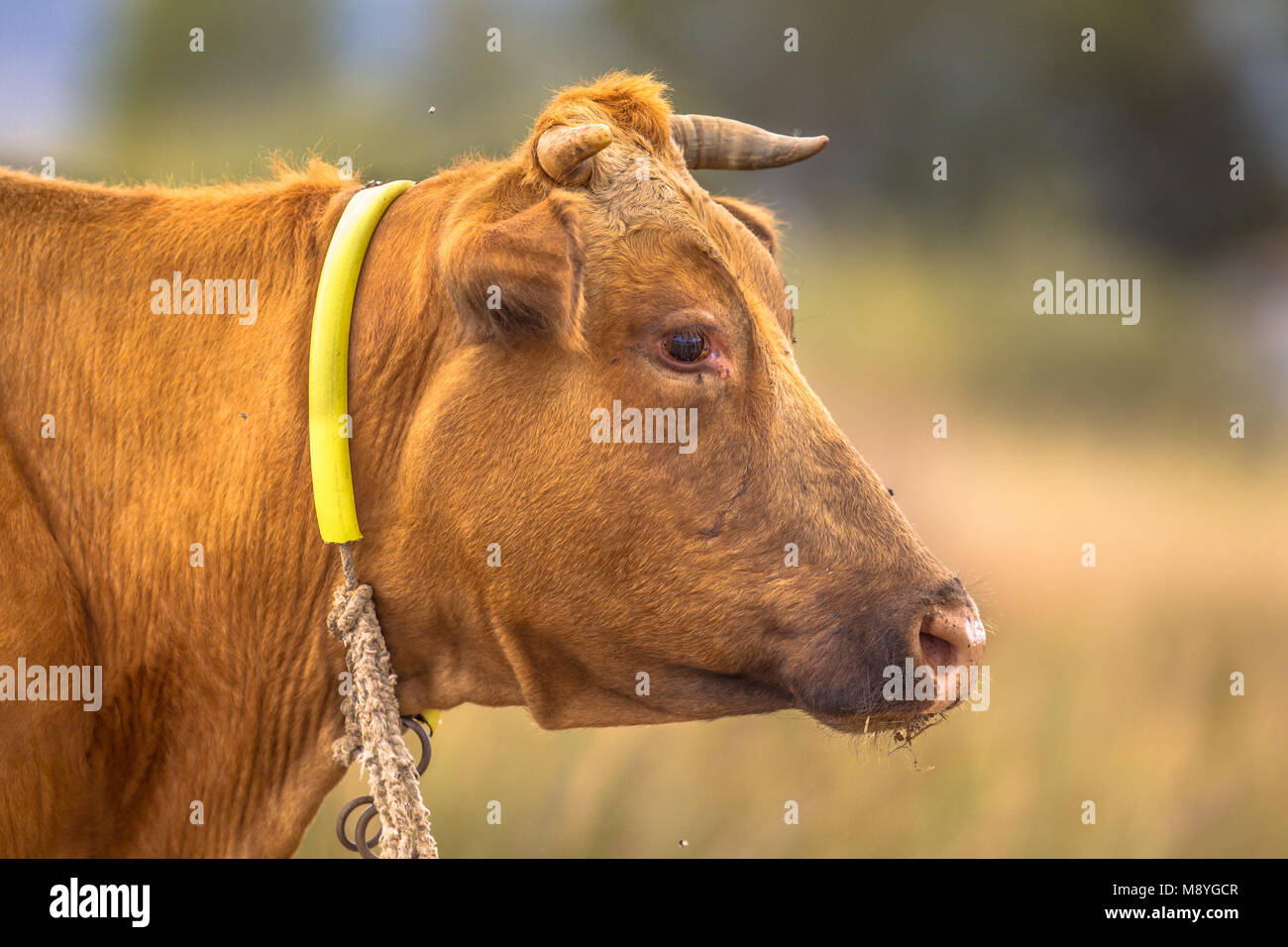 Brown cow headshot sideview with blurred agricultural background Stock ...