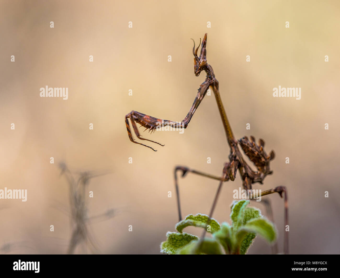 Conehead mantis (Empusa pennata) mediterranean shrubland predator ...