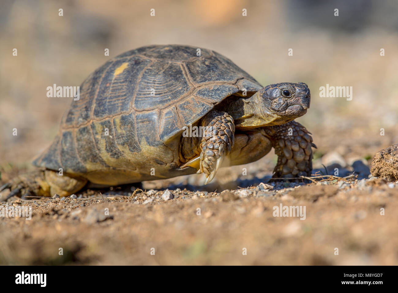 Marginated tortoise (Testudo marginata) walking on barren peleponnese ...
