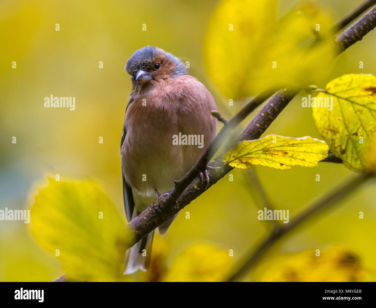 Terrace garden birds hi-res stock photography and images - Alamy