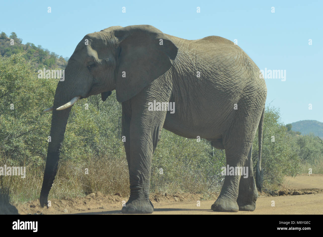 A Musth/Must elephant walking and drinking water from a dam in Kruger ...