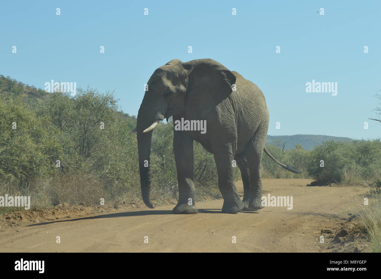 A Musth/Must elephant walking and drinking water from a dam in Kruger ...