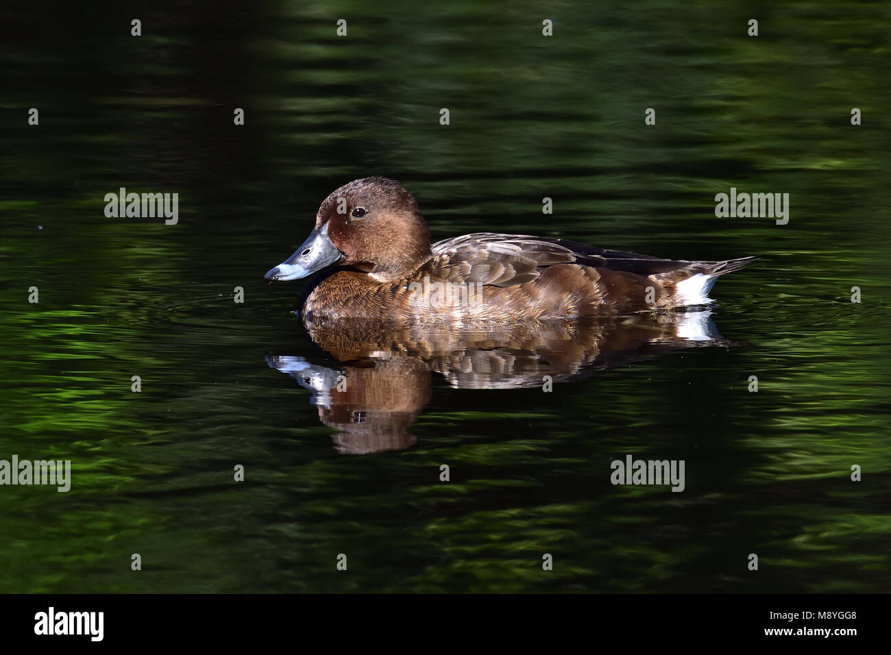 Australian Hardhead Duck Photo High Resolution Stock Photography and ...