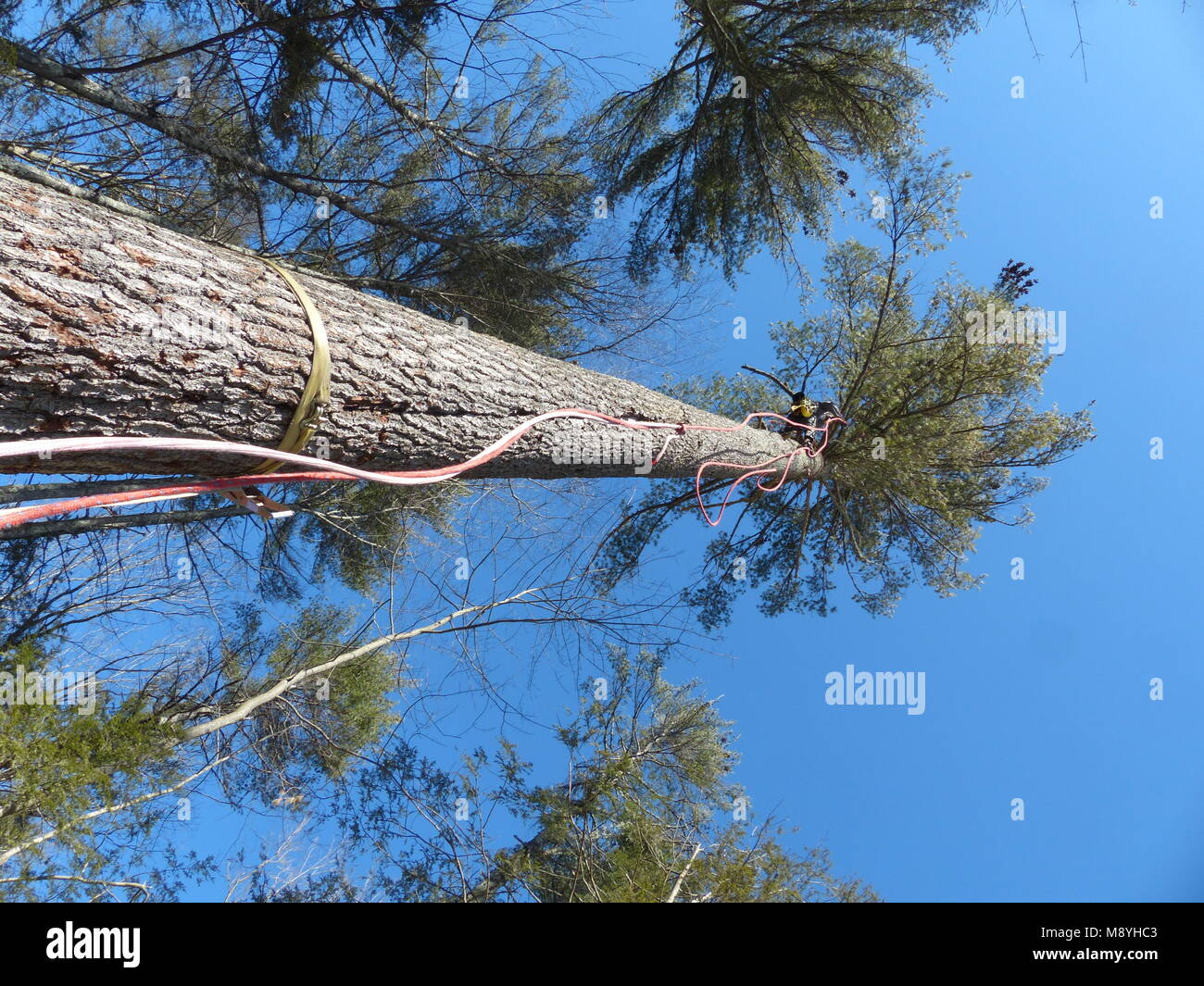 Tree man ascending big pine tree to cut it from the top down Stock ...