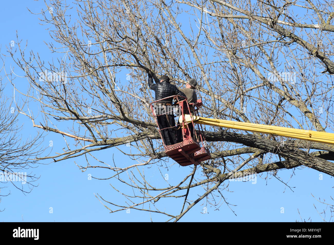 Pruning trees using a lift-arm Stock Photo - Alamy