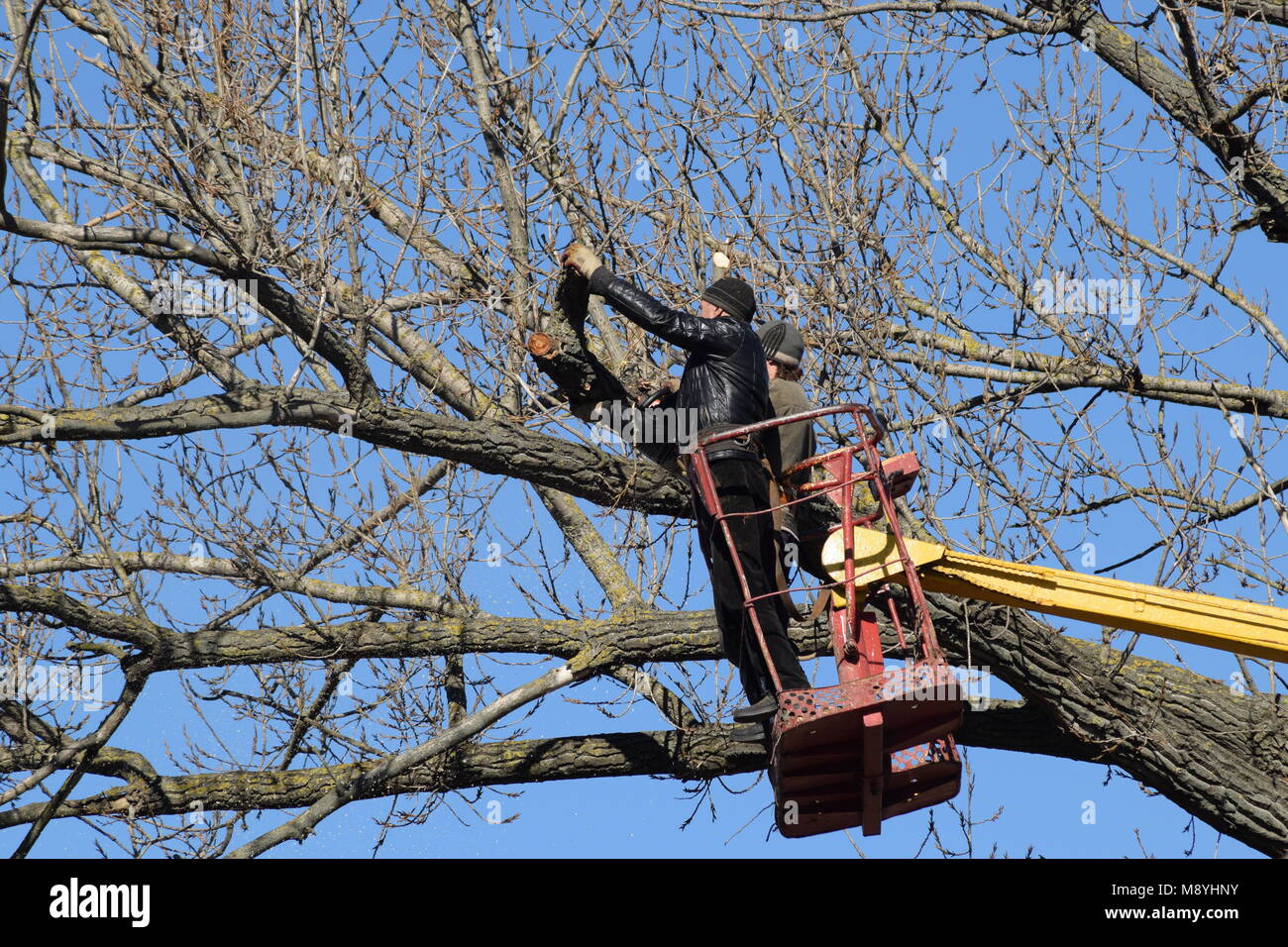 Trimming tree lift arm hi-res stock photography and images - Alamy
