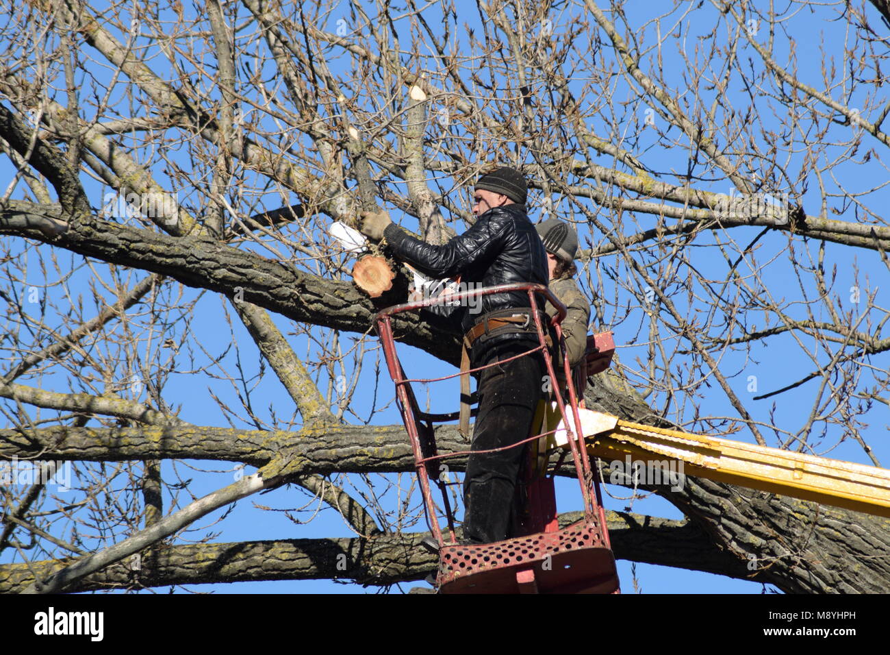 Trimming tree lift arm hi-res stock photography and images - Alamy