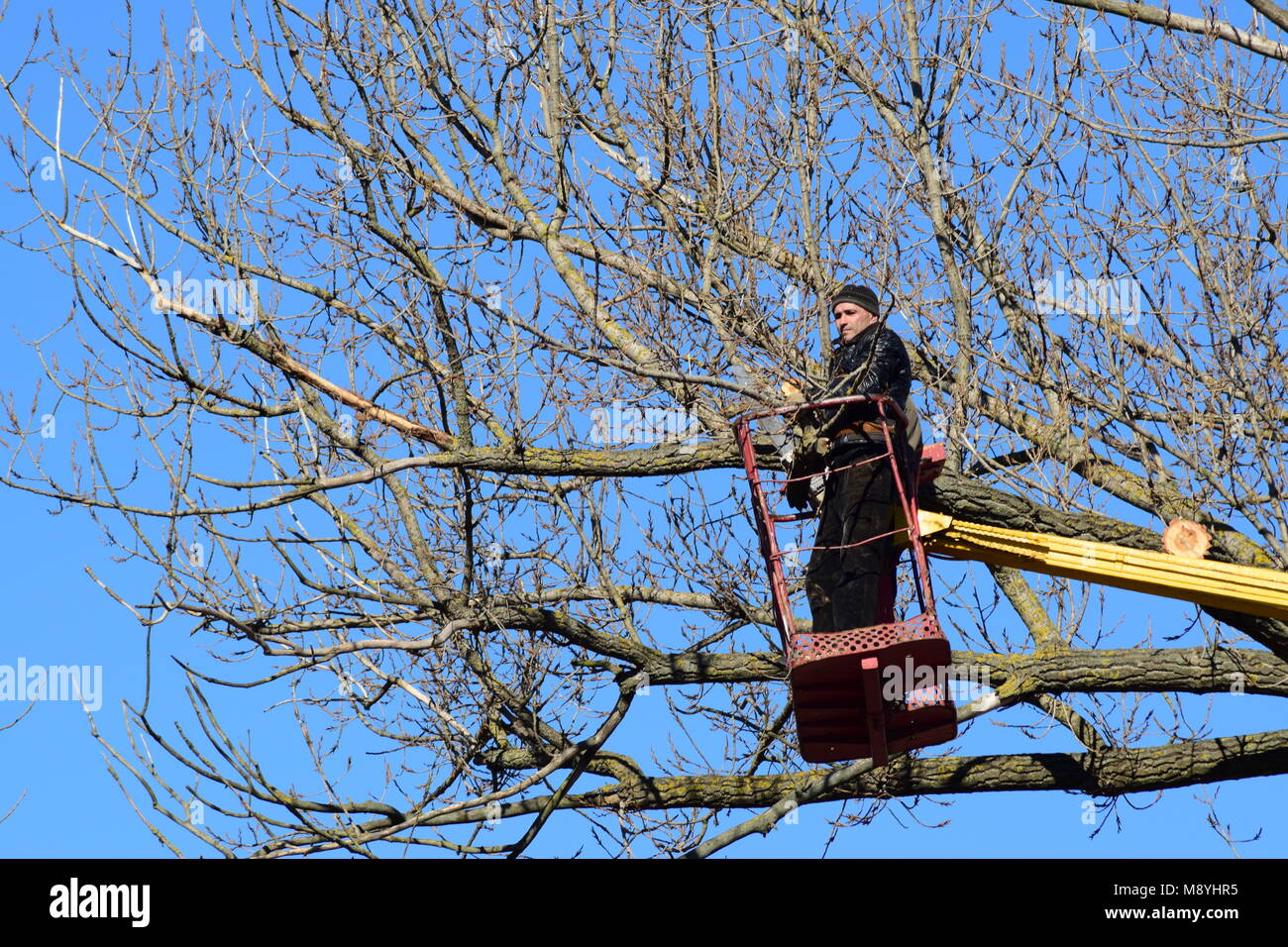 Pruning trees using a lift-arm Stock Photo - Alamy
