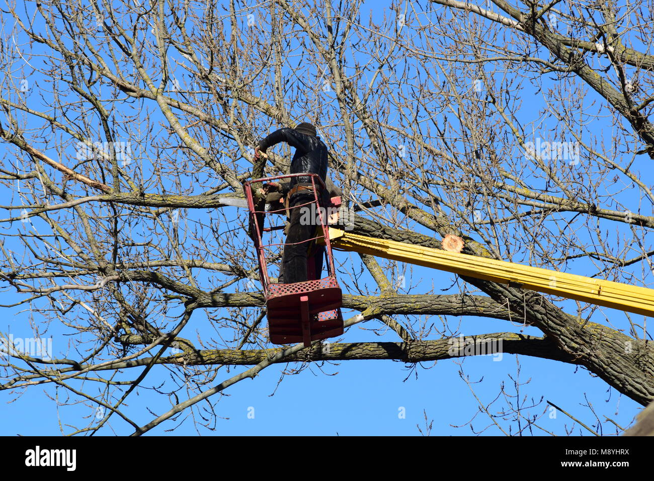 Trimming tree lift arm hi-res stock photography and images - Alamy
