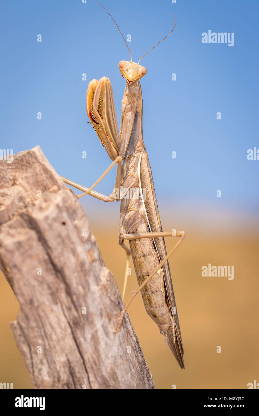 Praying mantis wings hi-res stock photography and images - Alamy