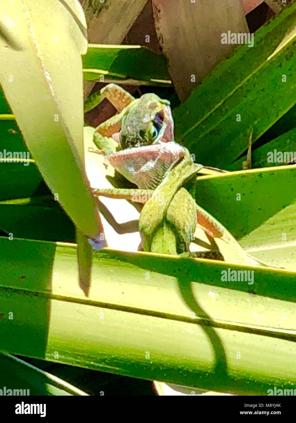 Anoles fighting hi-res stock photography and images - Alamy