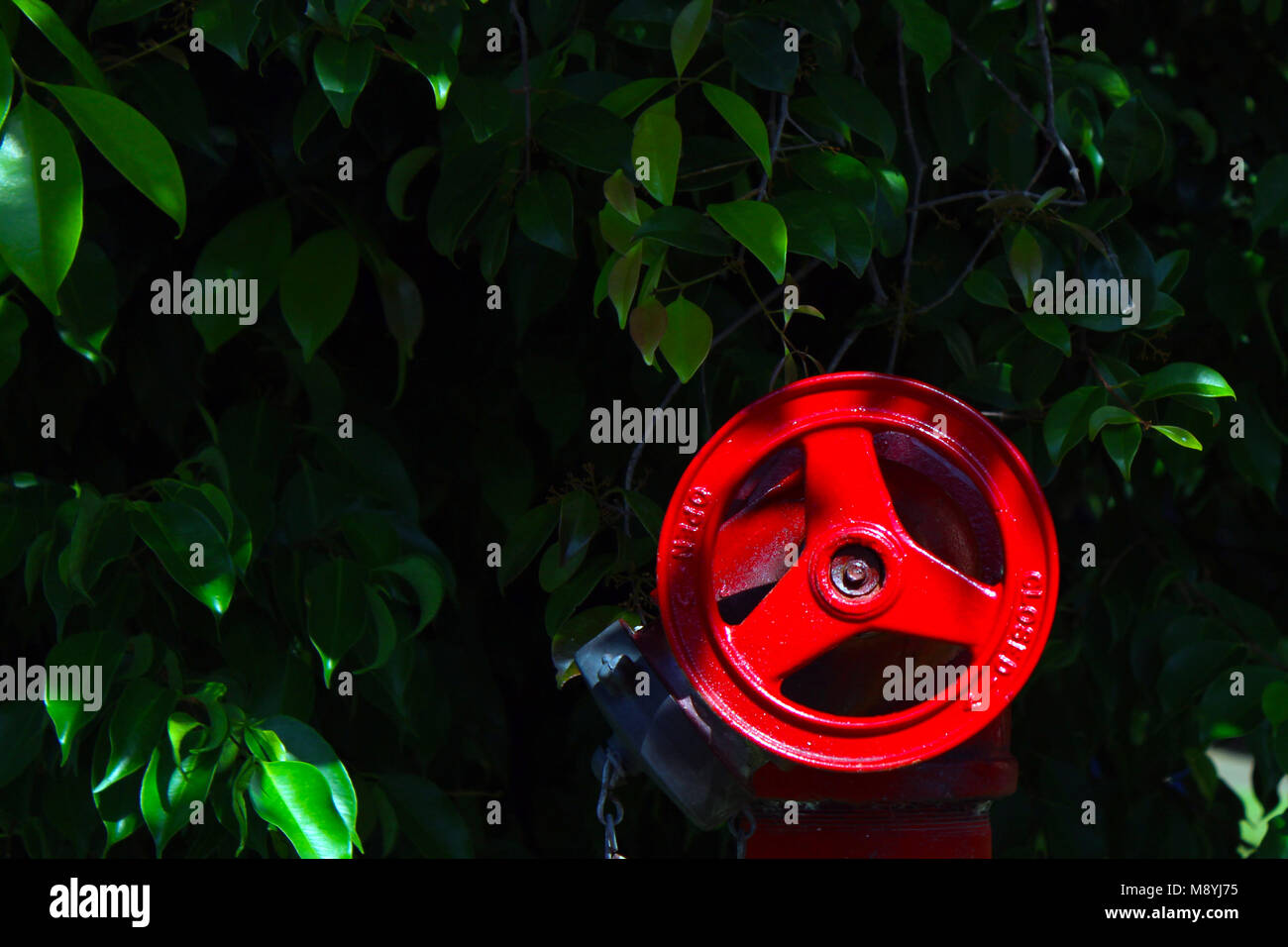 An example of contrast in photography Stock Photo - Alamy