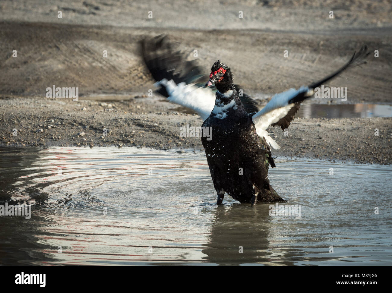 Puddle duck hi-res stock photography and images - Alamy