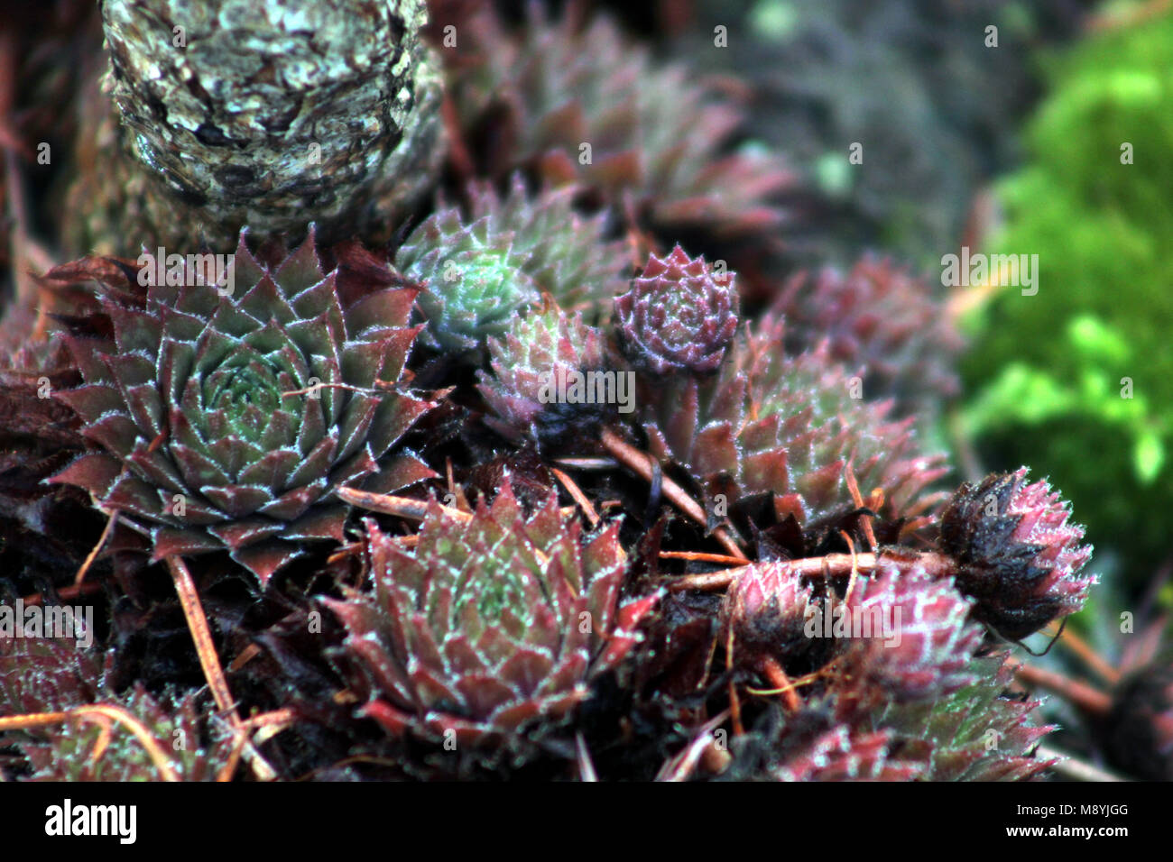 Cluster of succulent plants Stock Photo - Alamy
