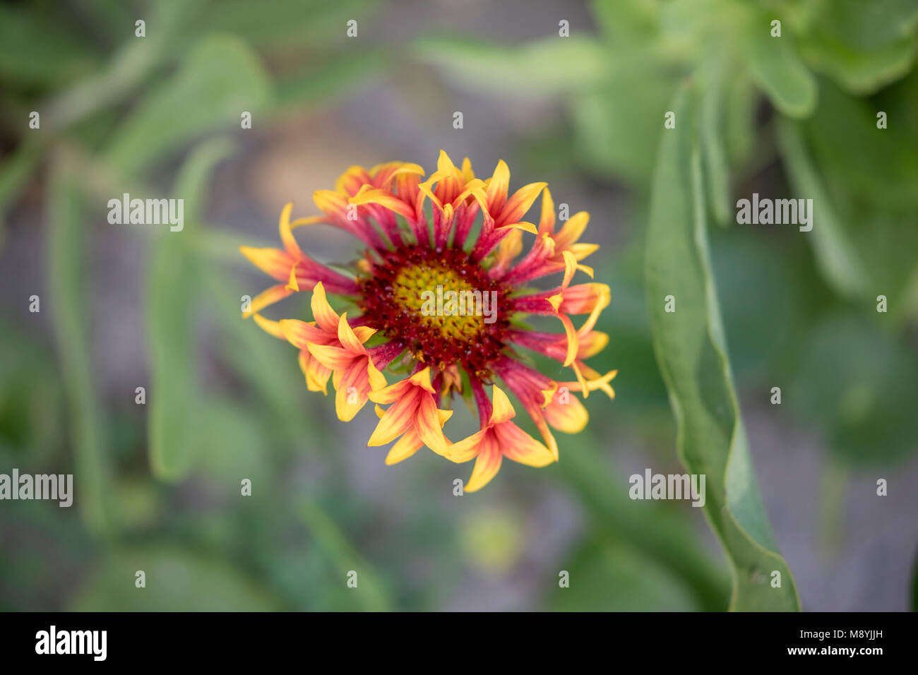 wildflower in bloom Stock Photo - Alamy