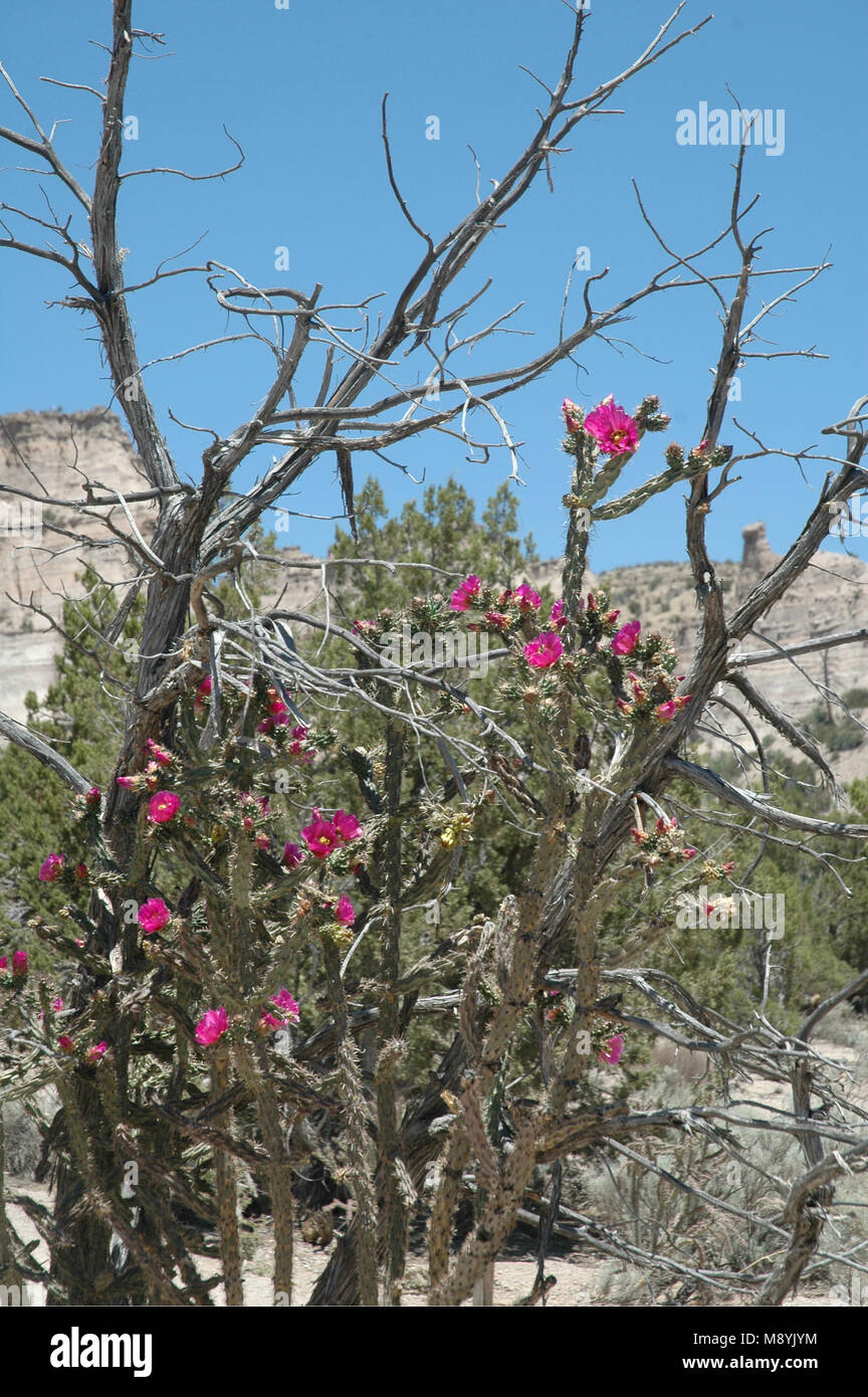 A dahlia hedgehog cactus climbs a dead tree along a hiking trail in the ...