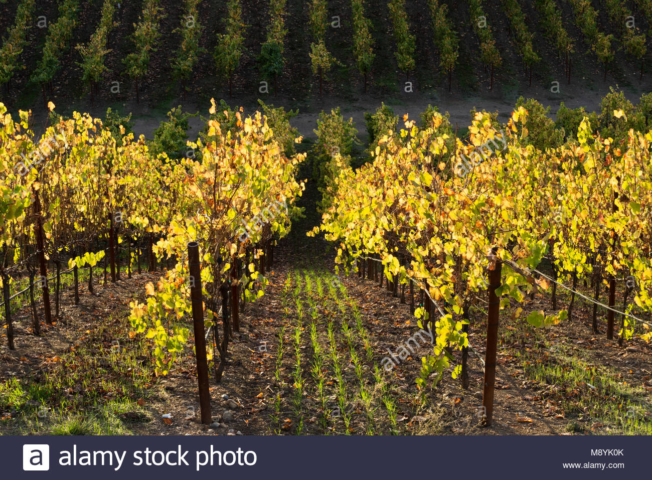 Russian River Valley Usa High Resolution Stock Photography and Images ...