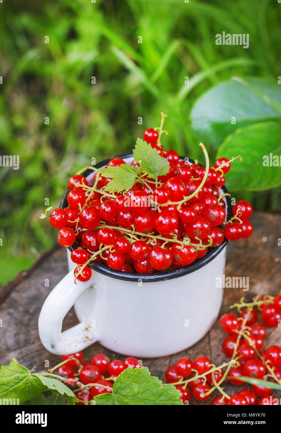 Red currant in a metal mug on a street on a sunny day garden Stock ...