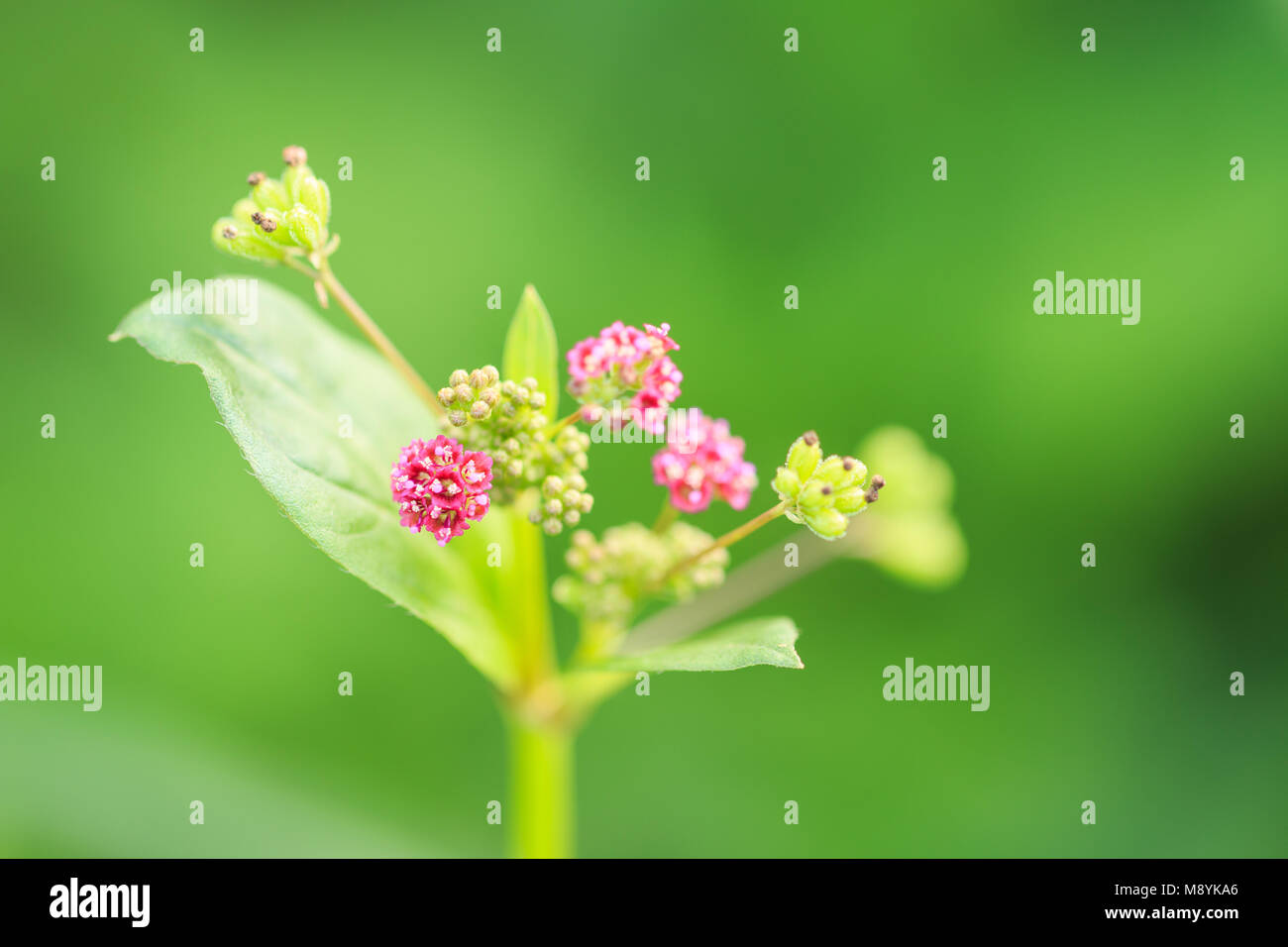 Pink grass flower hi-res stock photography and images - Alamy