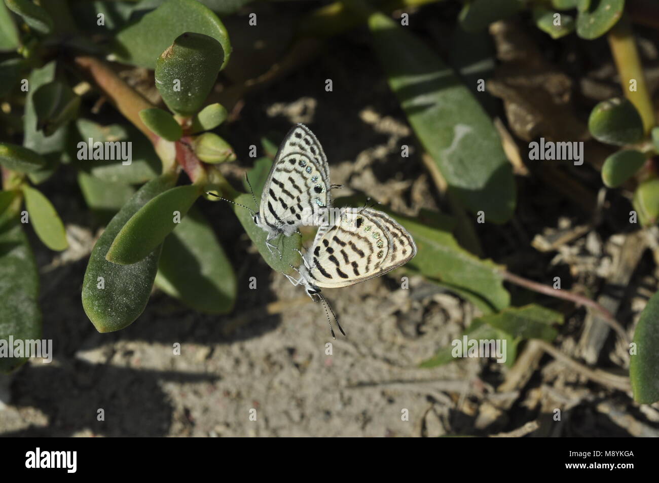 two small butterflies in the act Stock Photo - Alamy