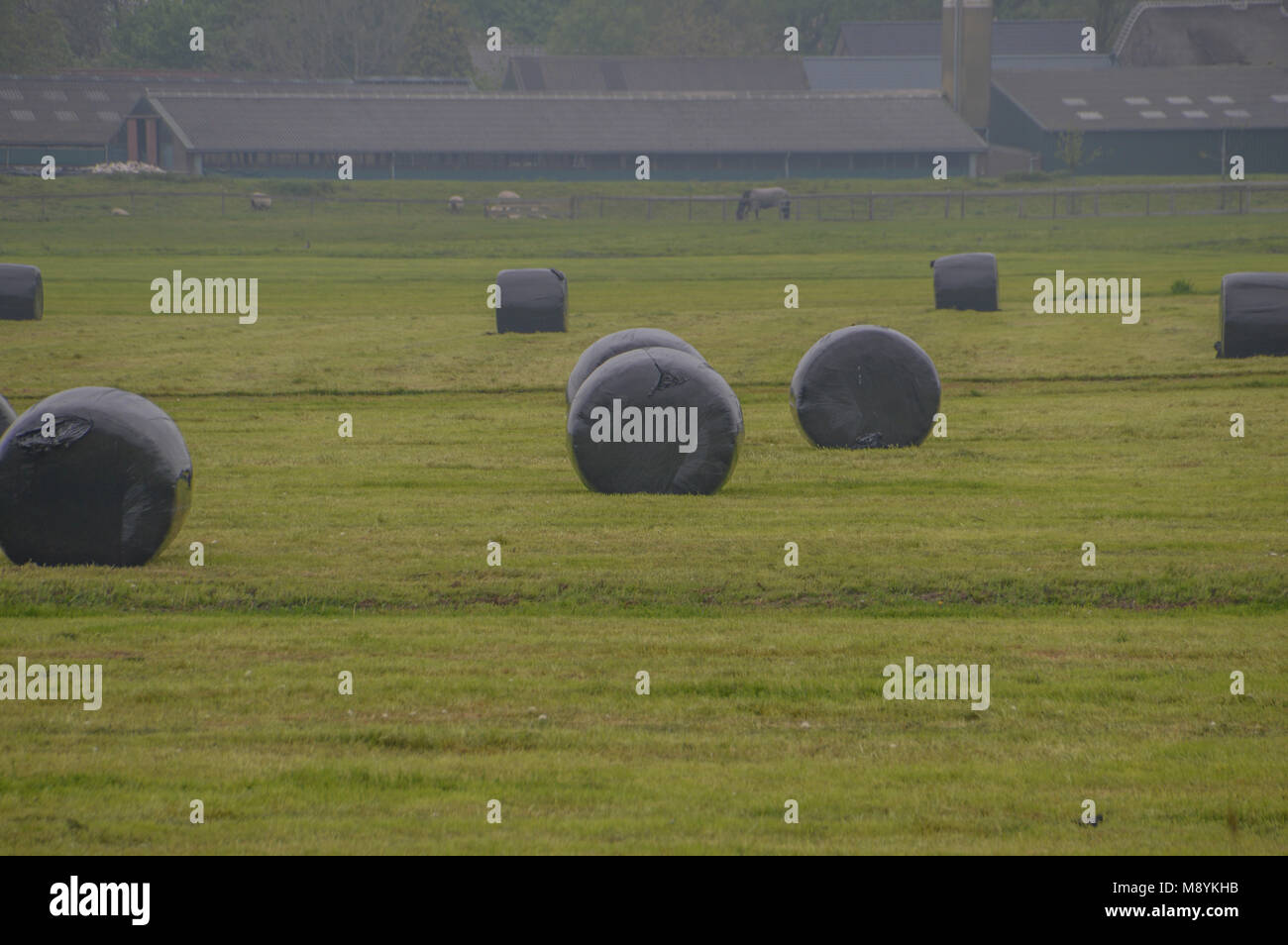 Haystacks On A Dutch Farmland Stock Photo - Alamy