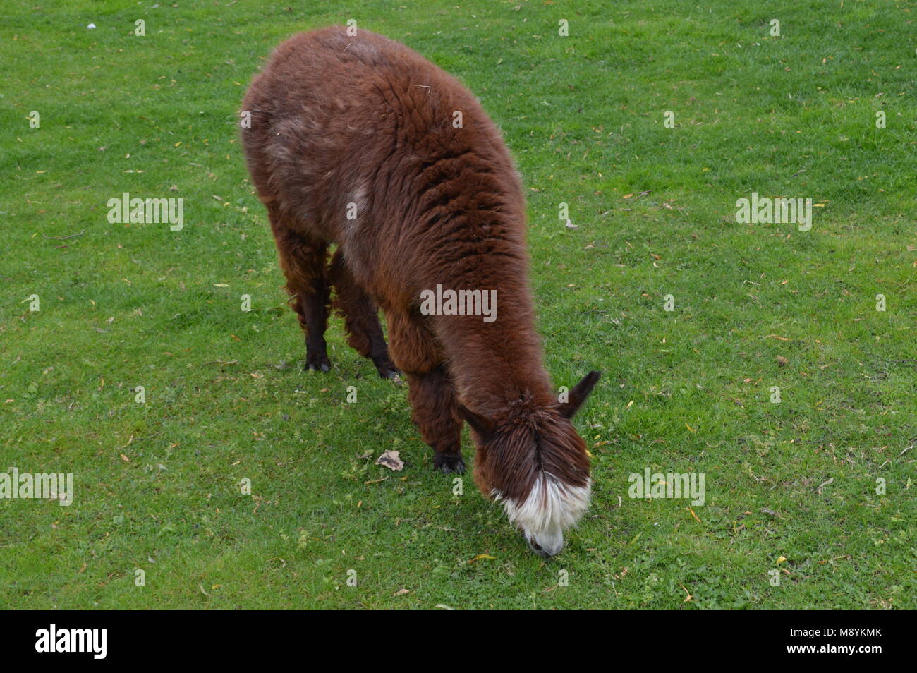 Lama Eating Grass Stock Photo - Alamy