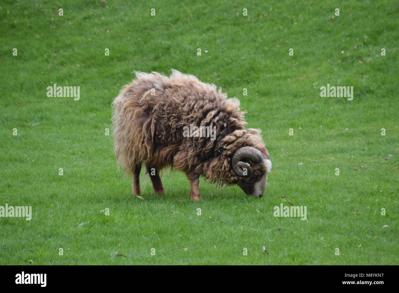 Ram eating hi-res stock photography and images - Alamy