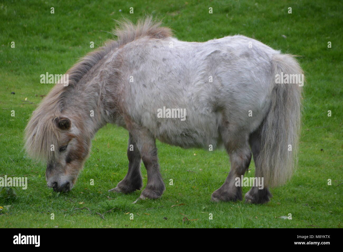White Pony Eating Grass Stock Photo - Alamy