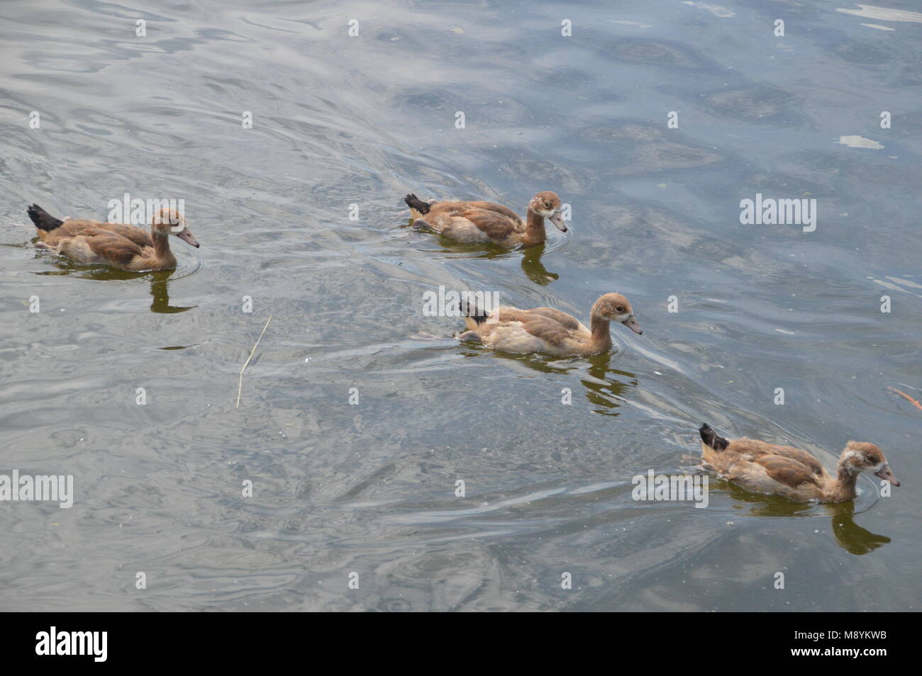 Young Goose Swimming In The Water Stock Photo - Alamy