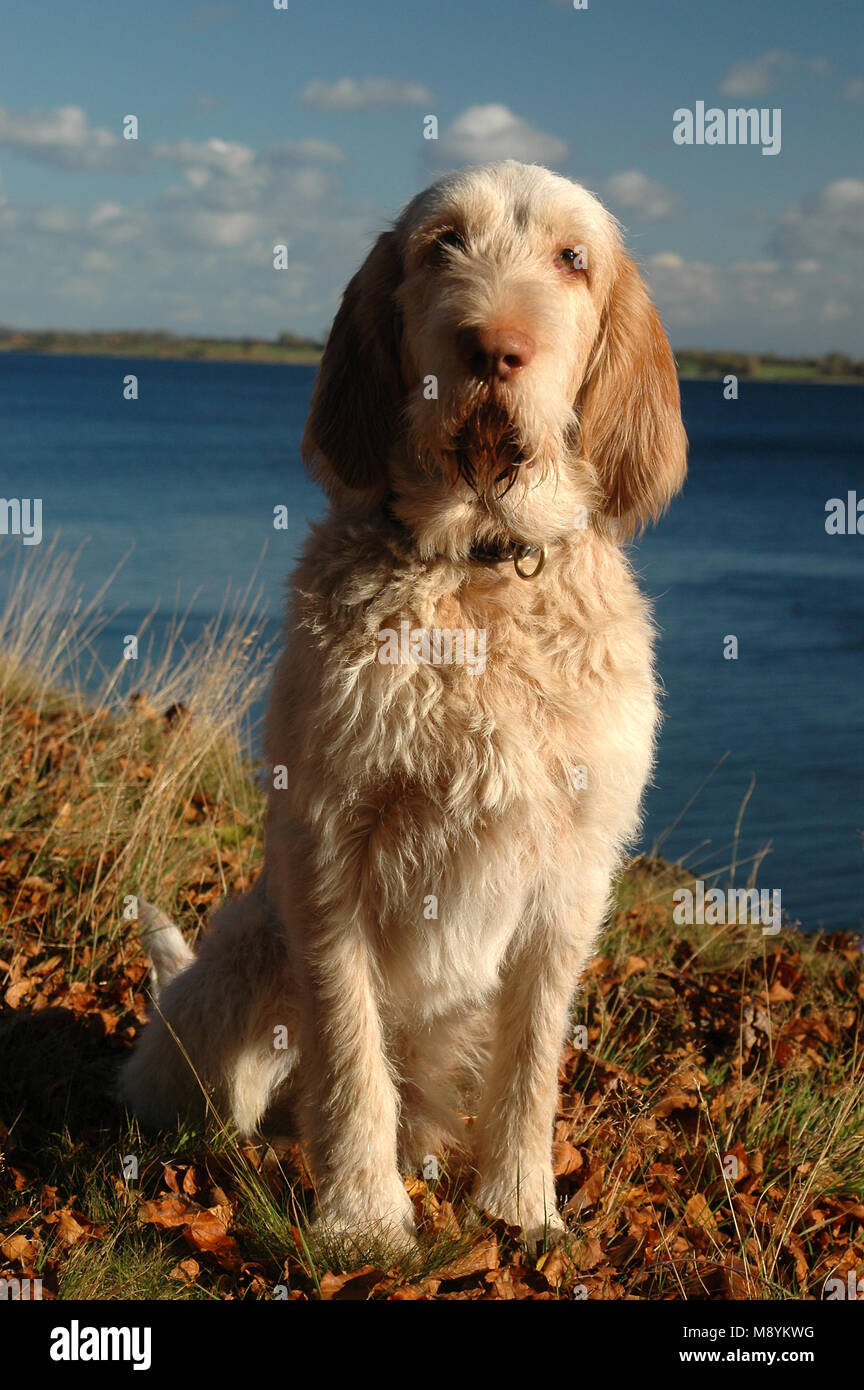 Spinone italiano dog hi-res stock photography and images - Alamy