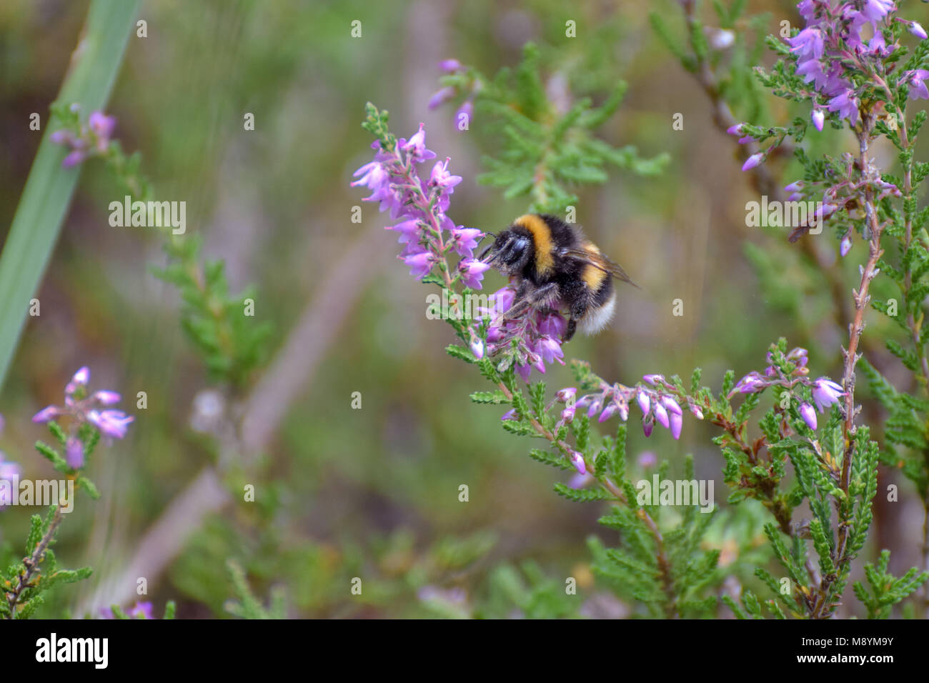 Heather and bee hi-res stock photography and images - Alamy