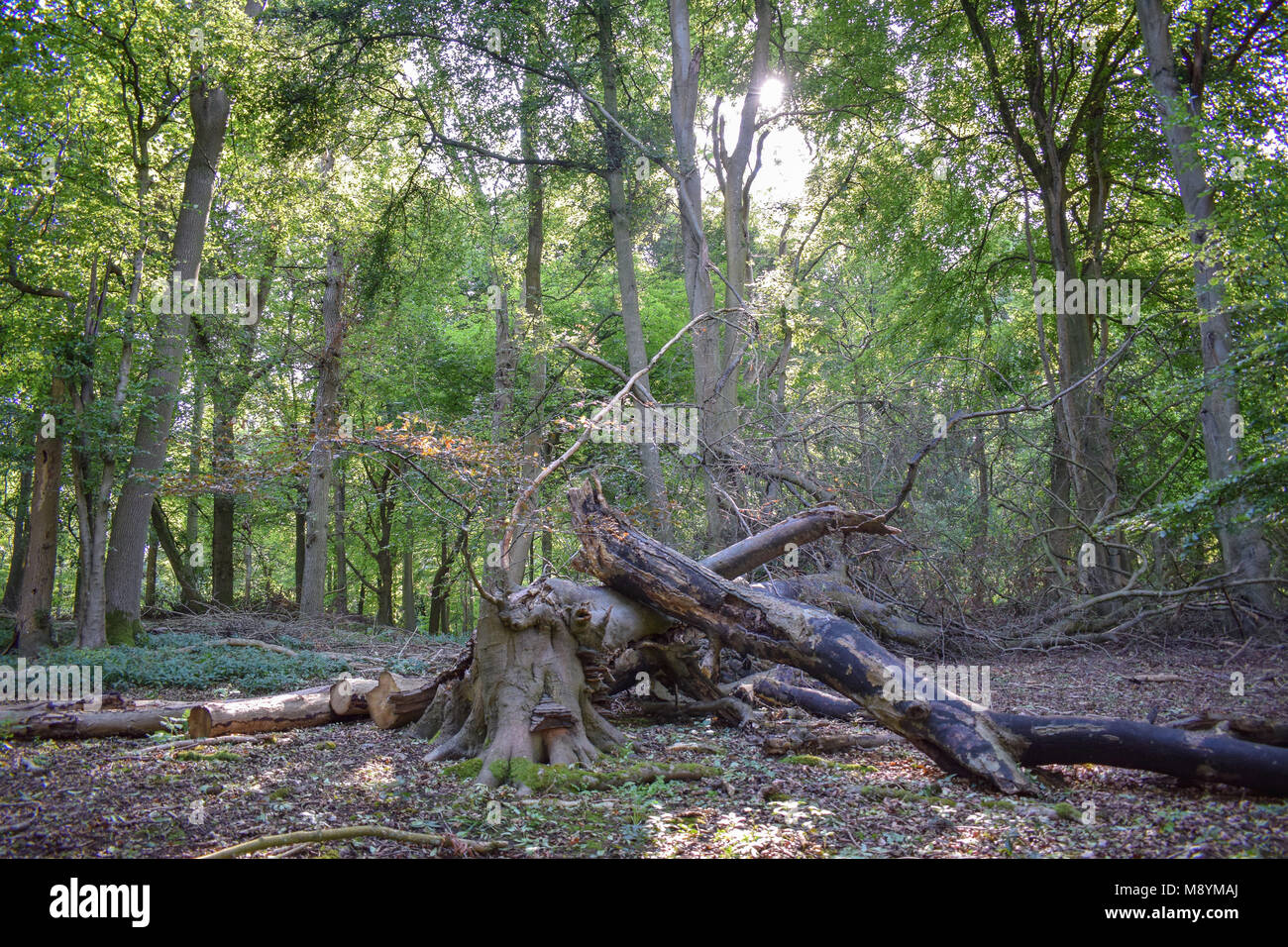 Fallen downs hi-res stock photography and images - Alamy