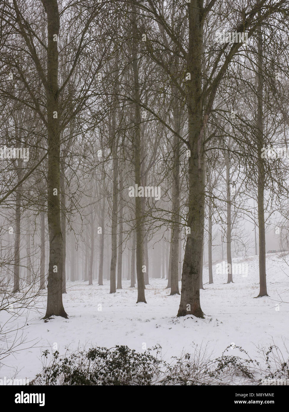 Rows of trees in the snow in a wood or forest Stock Photo - Alamy