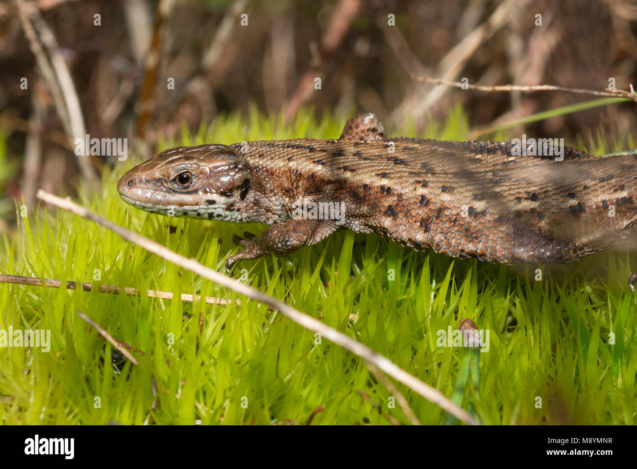 Common (viviparous) lizard (Zootoca vivipara) basking in a mossy, sunny ...