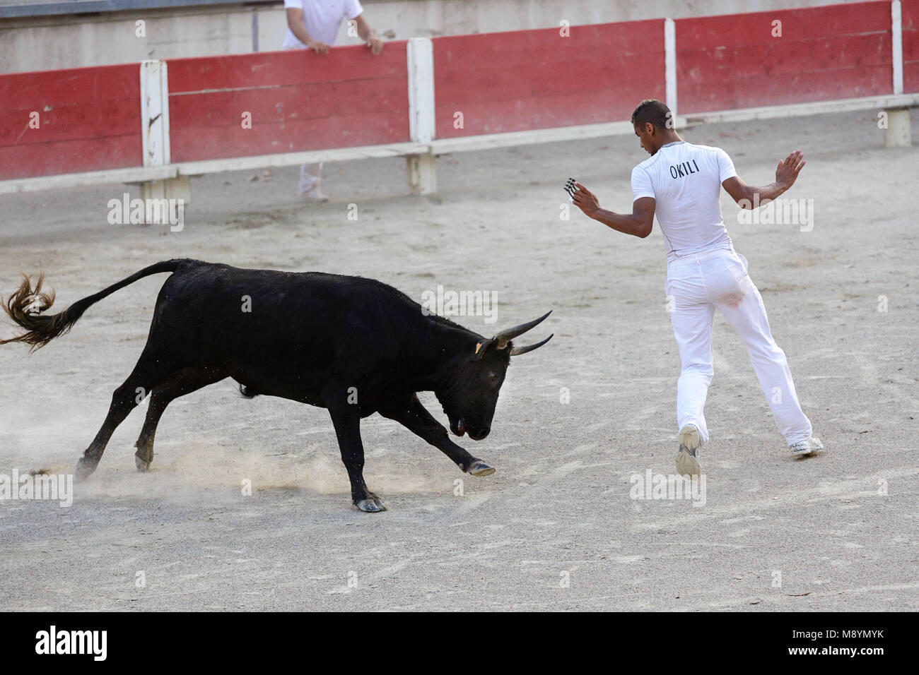 One single bull at a fight with matador in the arena of Bellegarde ...