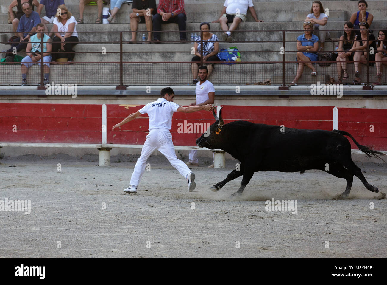 One single bull at a fight with matador in the arena of Bellegarde ...