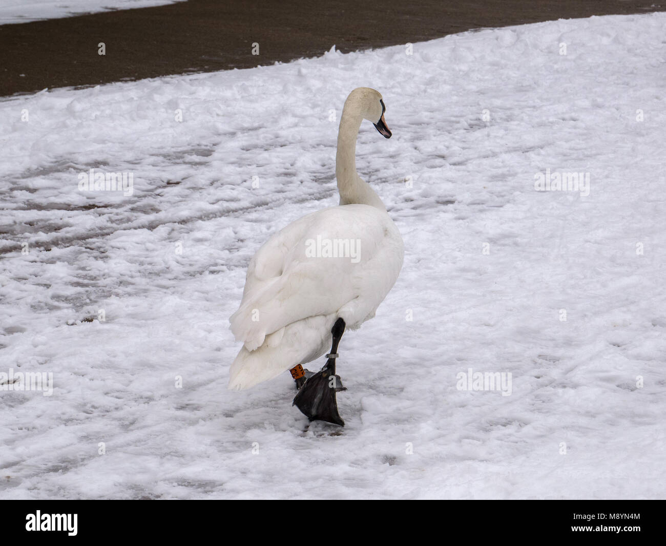 A swan walking away through the snow Stock Photo - Alamy