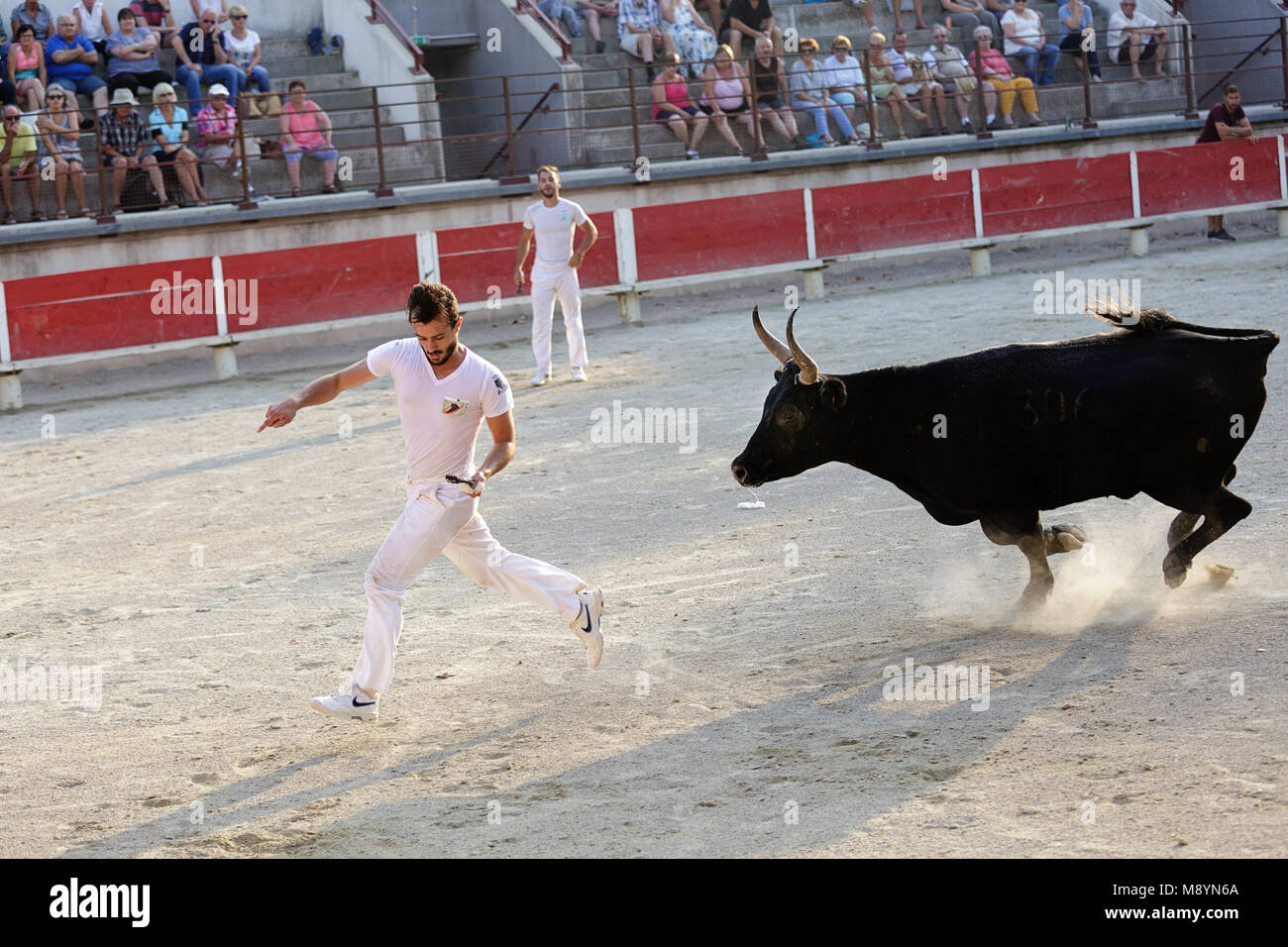 One single bull at a fight with matador in the arena of Bellegarde ...
