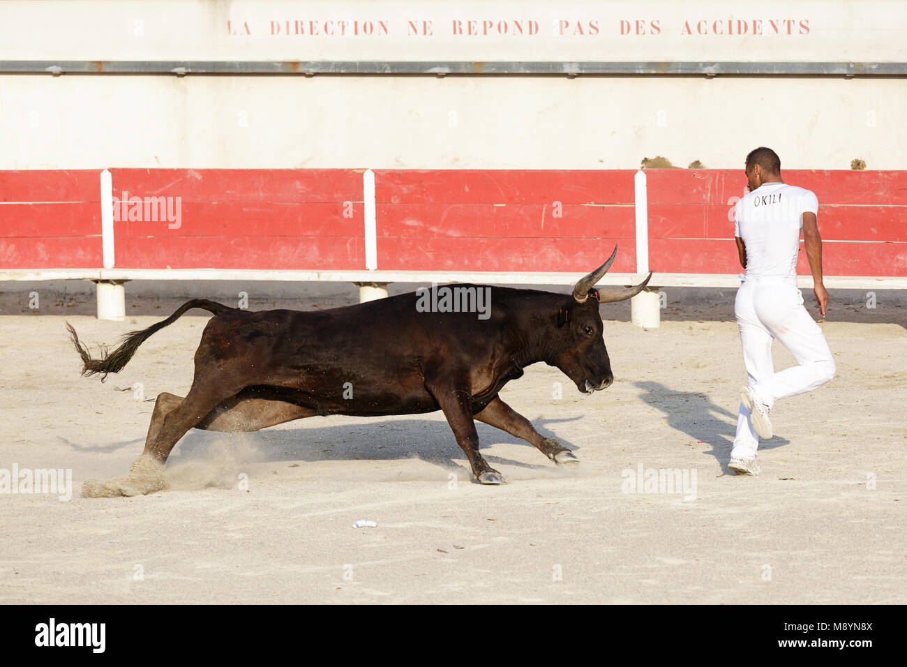 One single bull at a fight with matador in the arena of Bellegarde ...