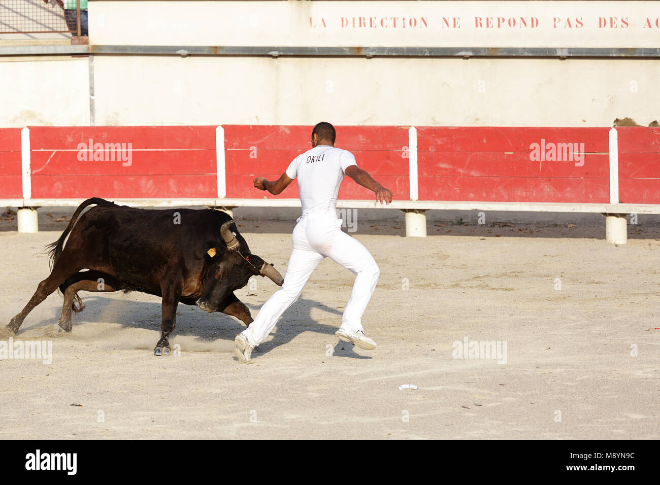One single bull at a fight with matador in the arena of Bellegarde ...